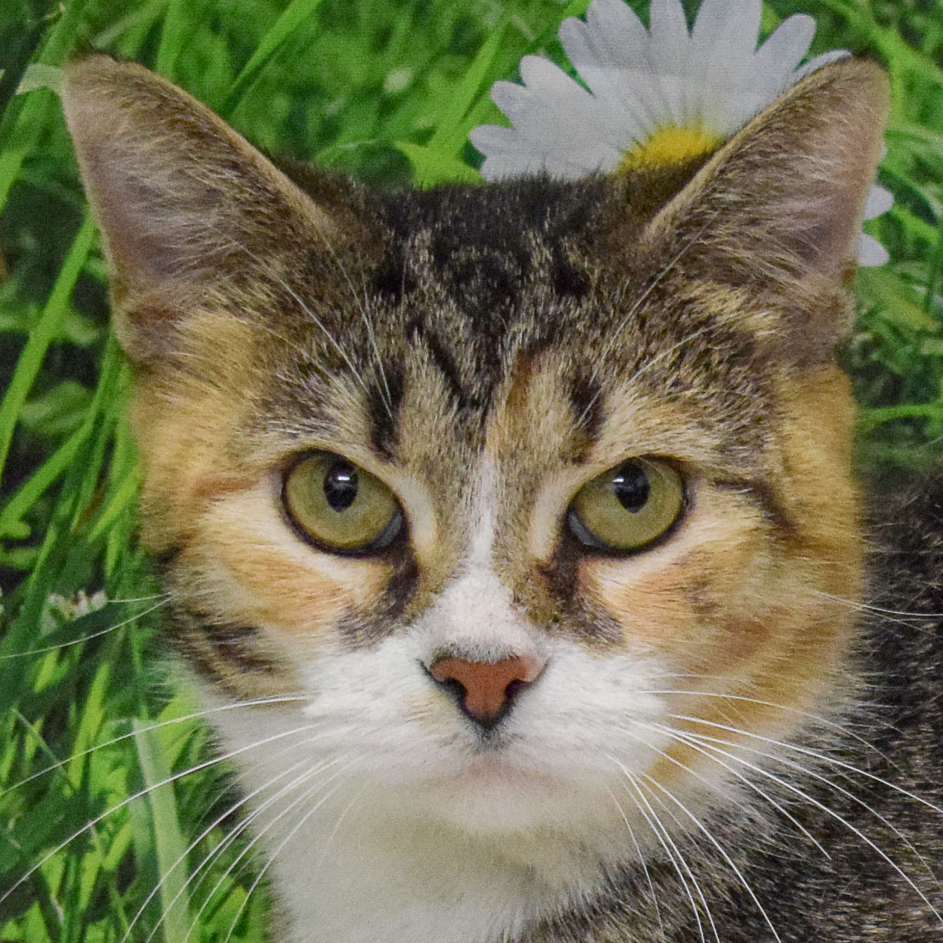 Fifi - Animal House Shelter