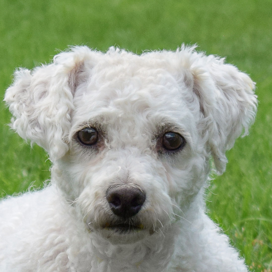 Finnley - Animal House Shelter