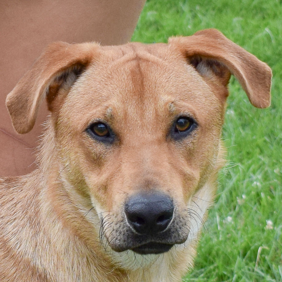 Gordon - Animal House Shelter