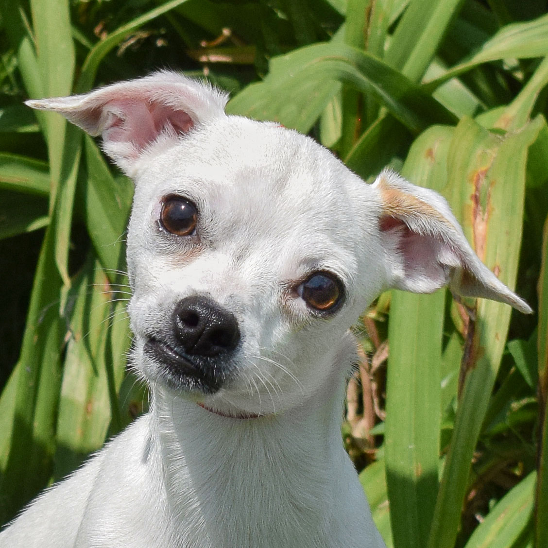 Jack - Animal House Shelter