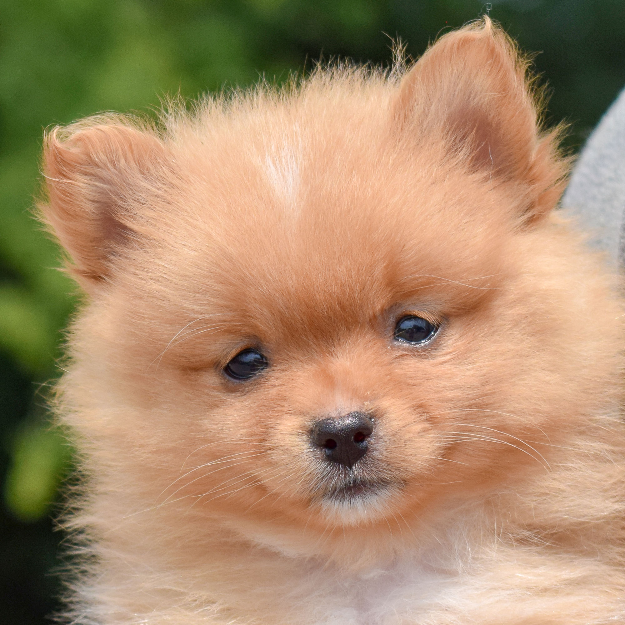 Jacques - Animal House Shelter