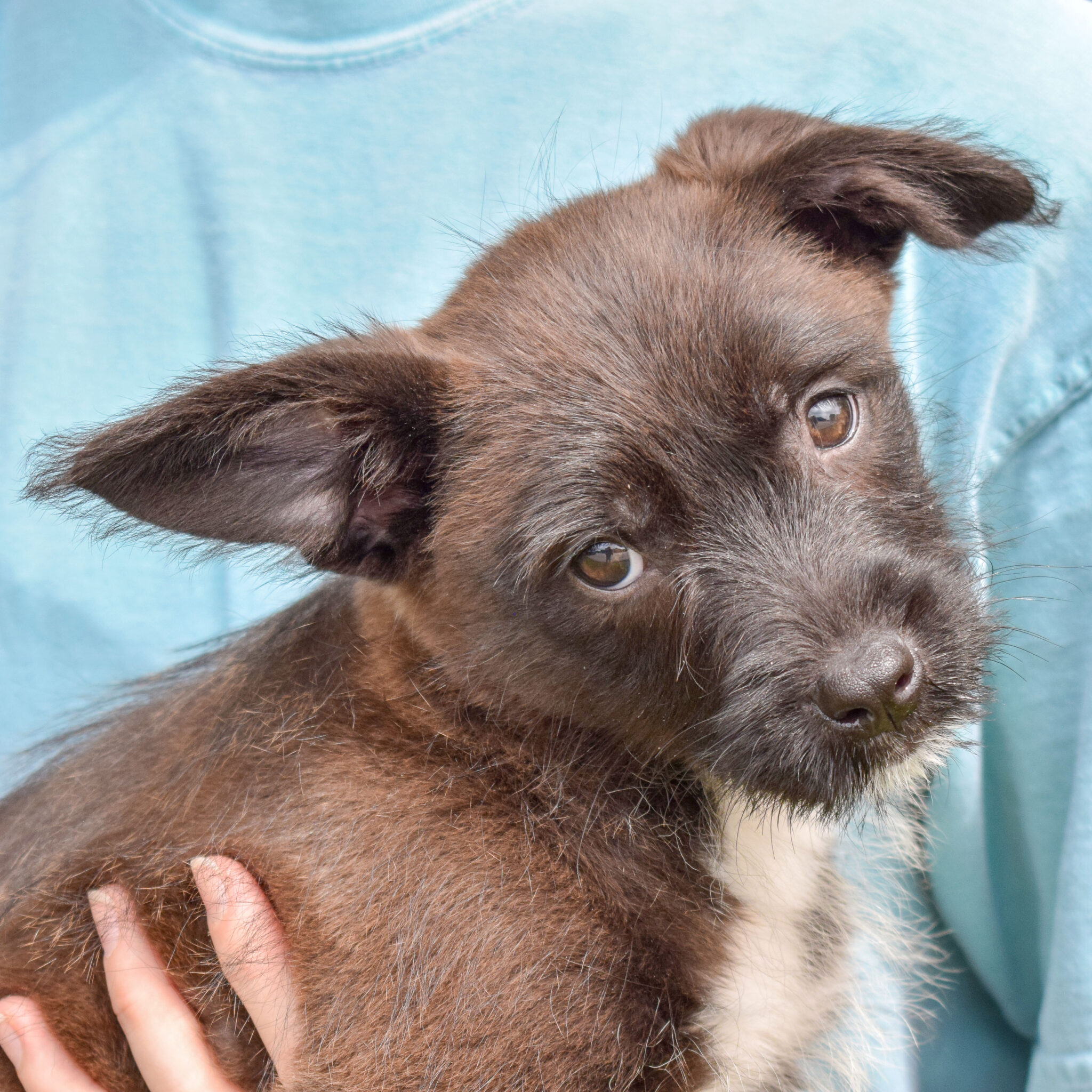 Lucy - Animal House Shelter