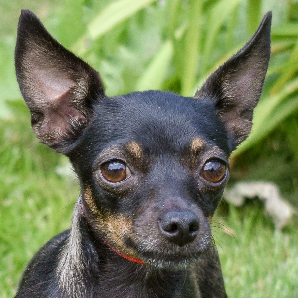 Monica - Animal House Shelter