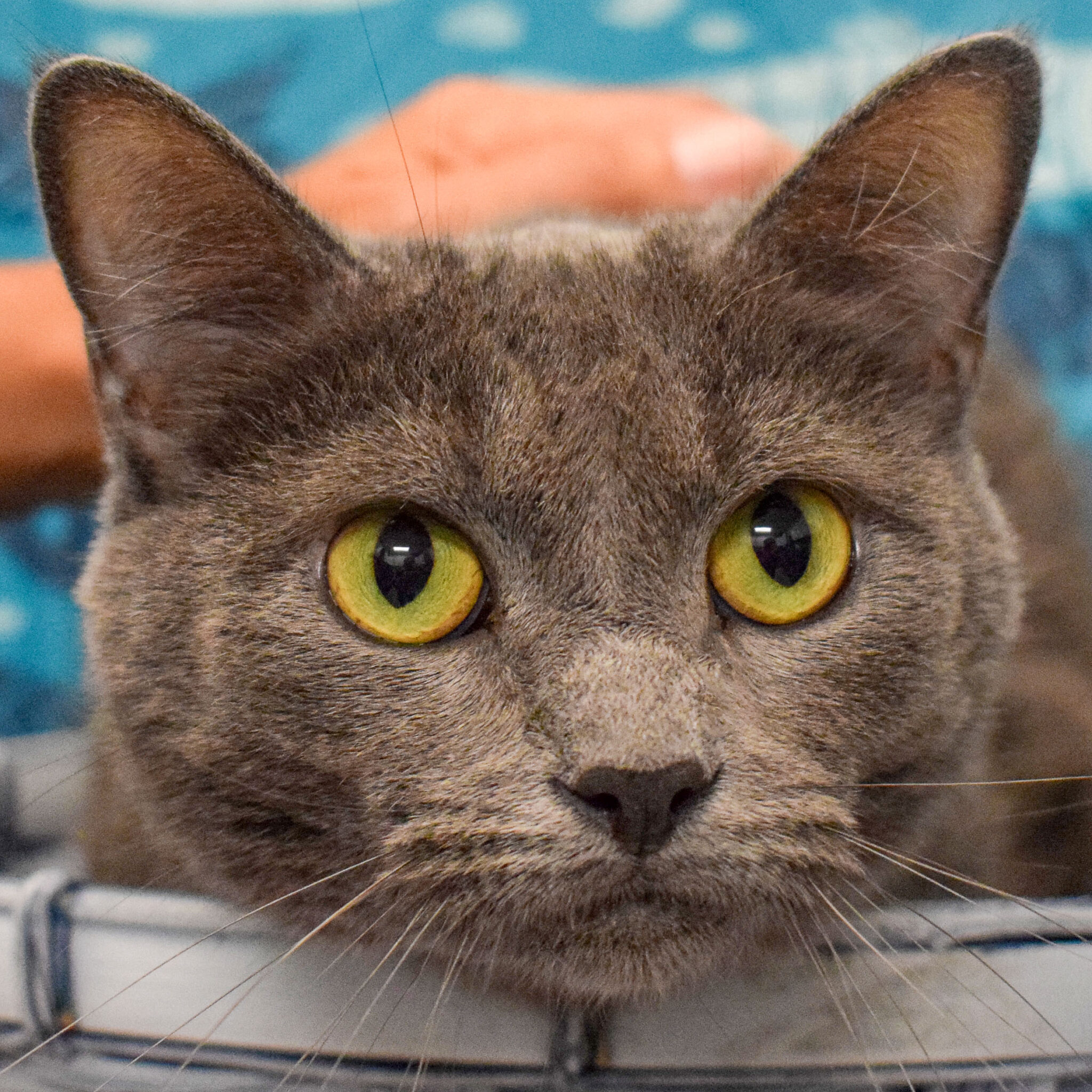 Murphy - Animal House Shelter