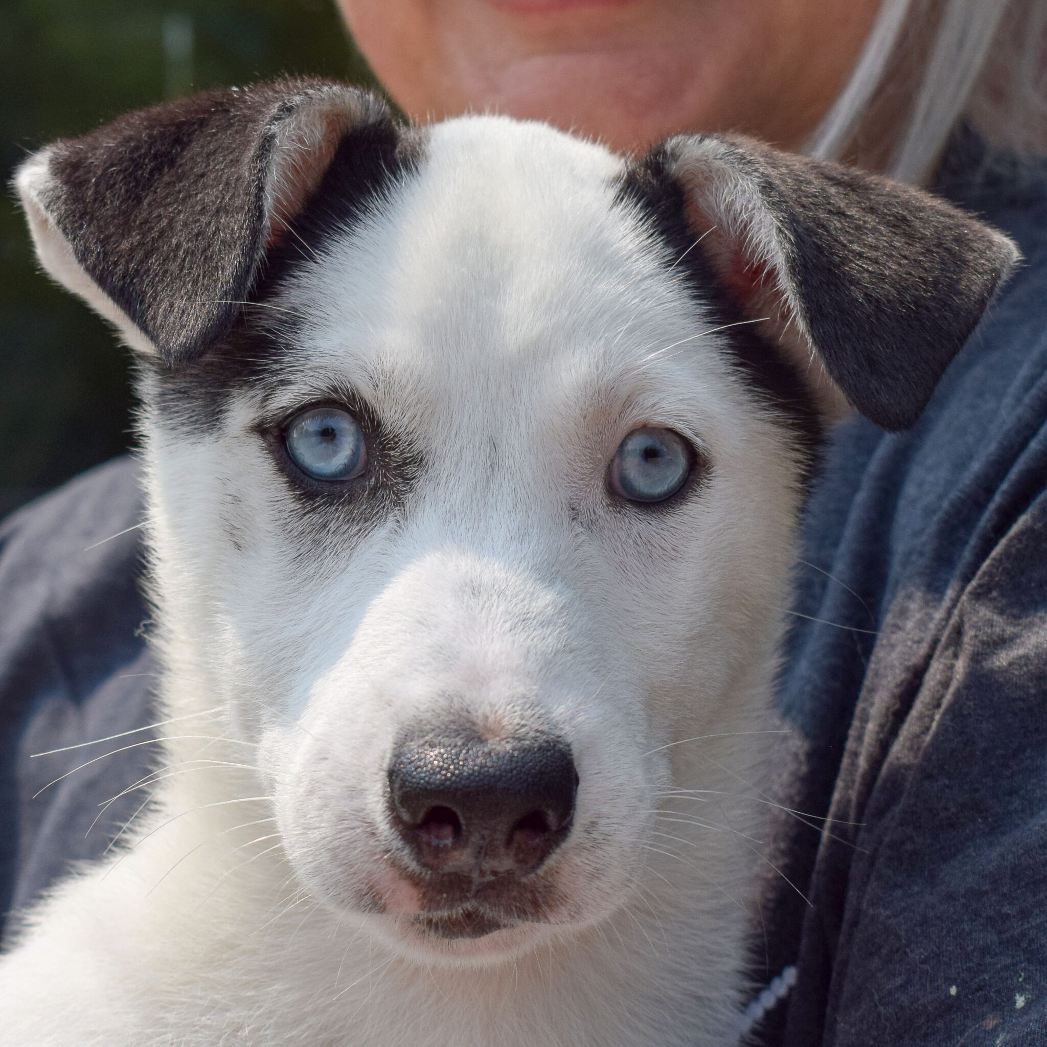 Opal - Animal House Shelter