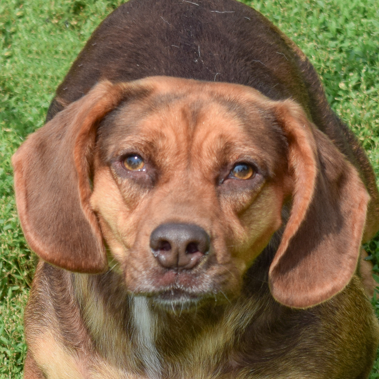 Penny - Animal House Shelter