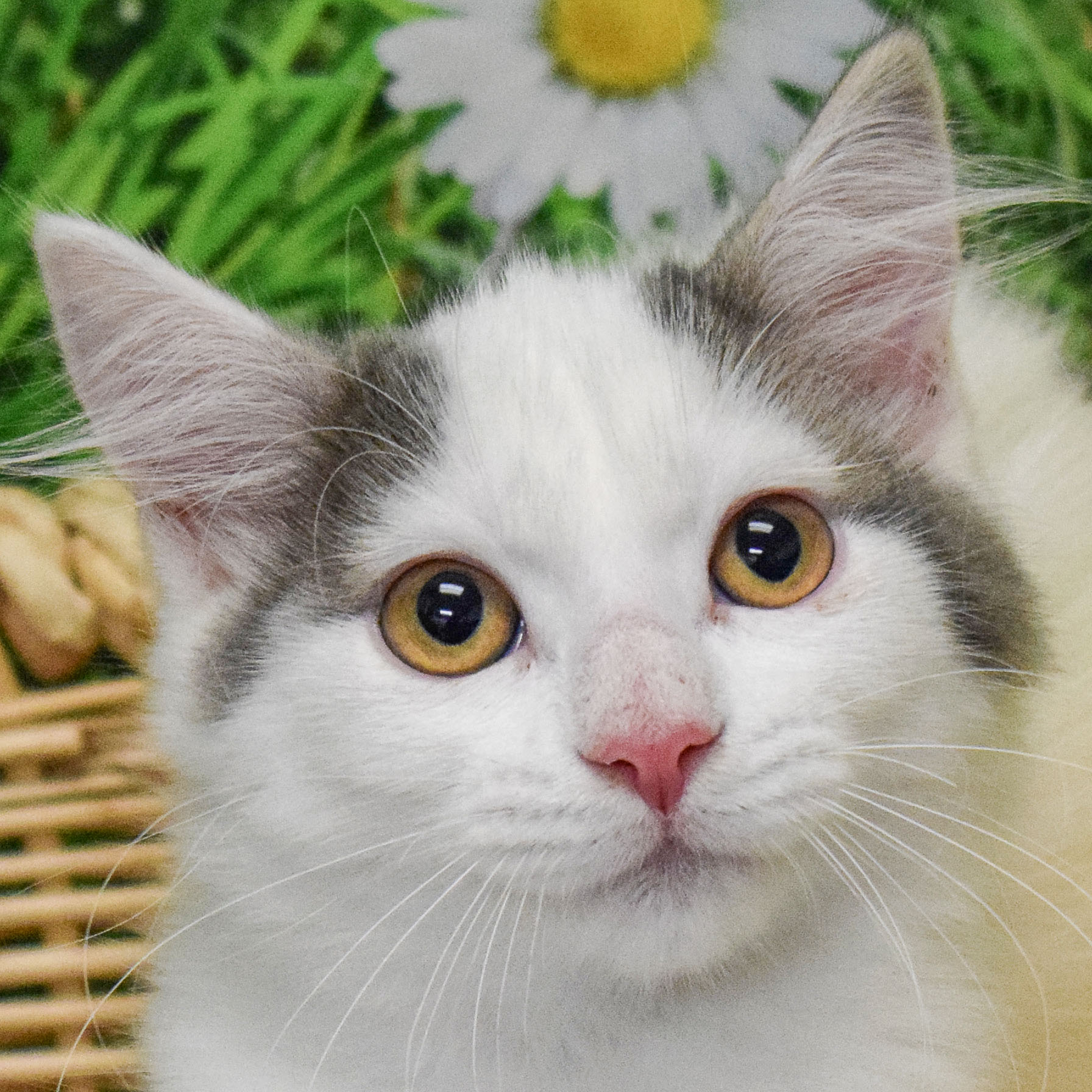 Pepper - Animal House Shelter