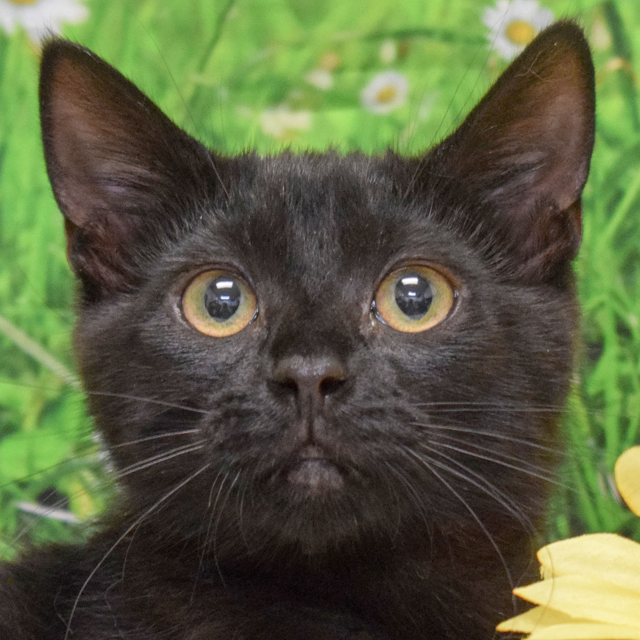 Poppy - Animal House Shelter