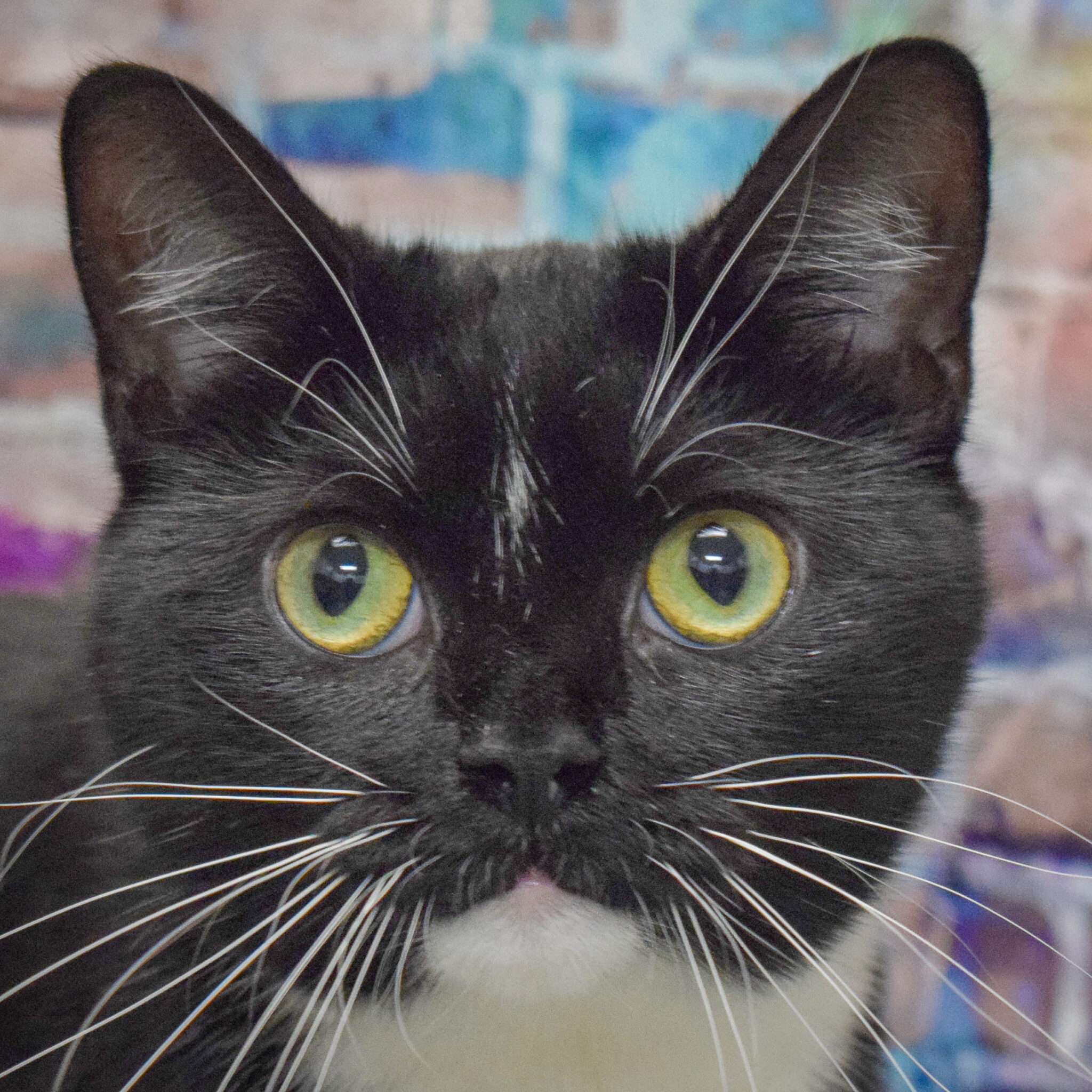 Princess Peach - Animal House Shelter