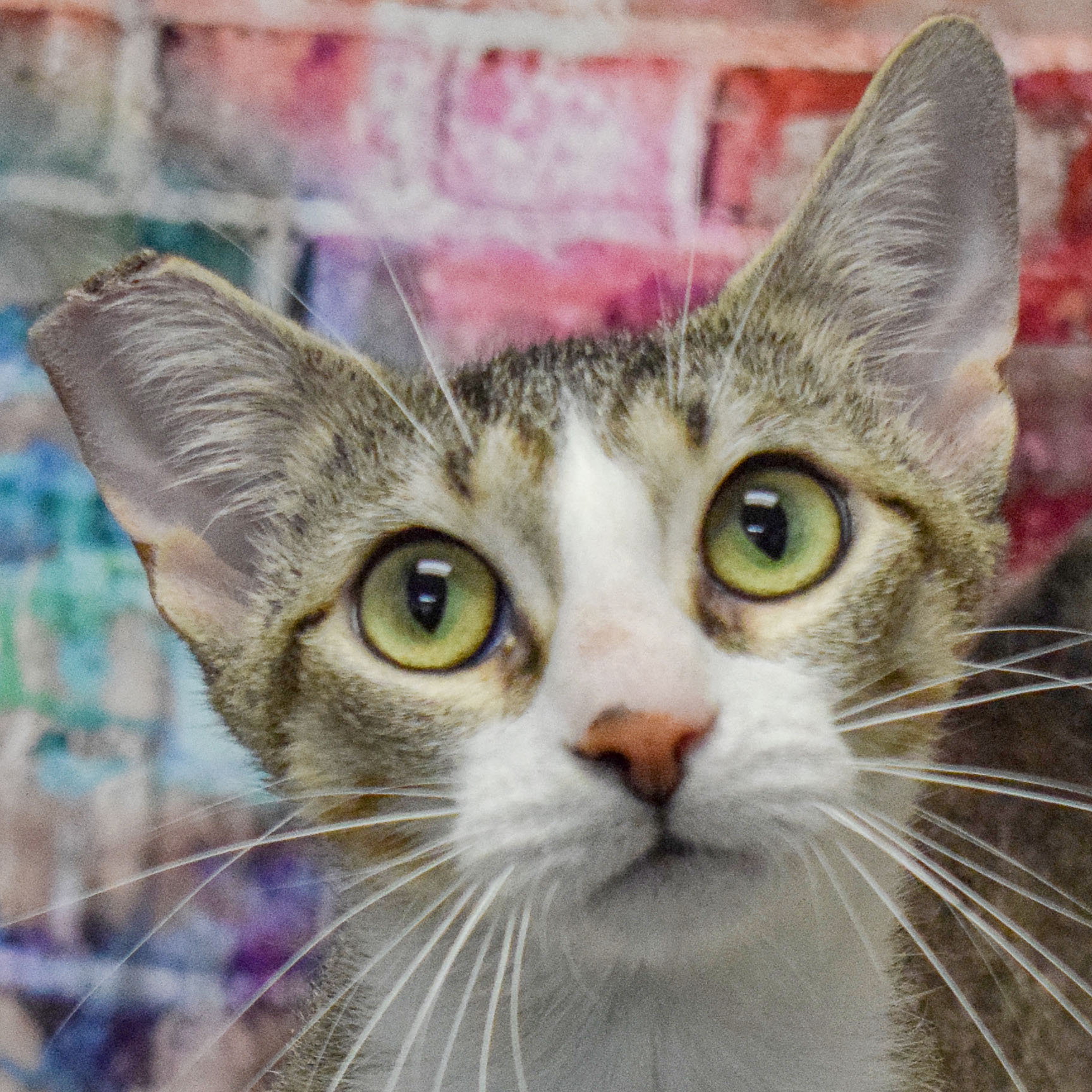 Rebecca - Animal House Shelter