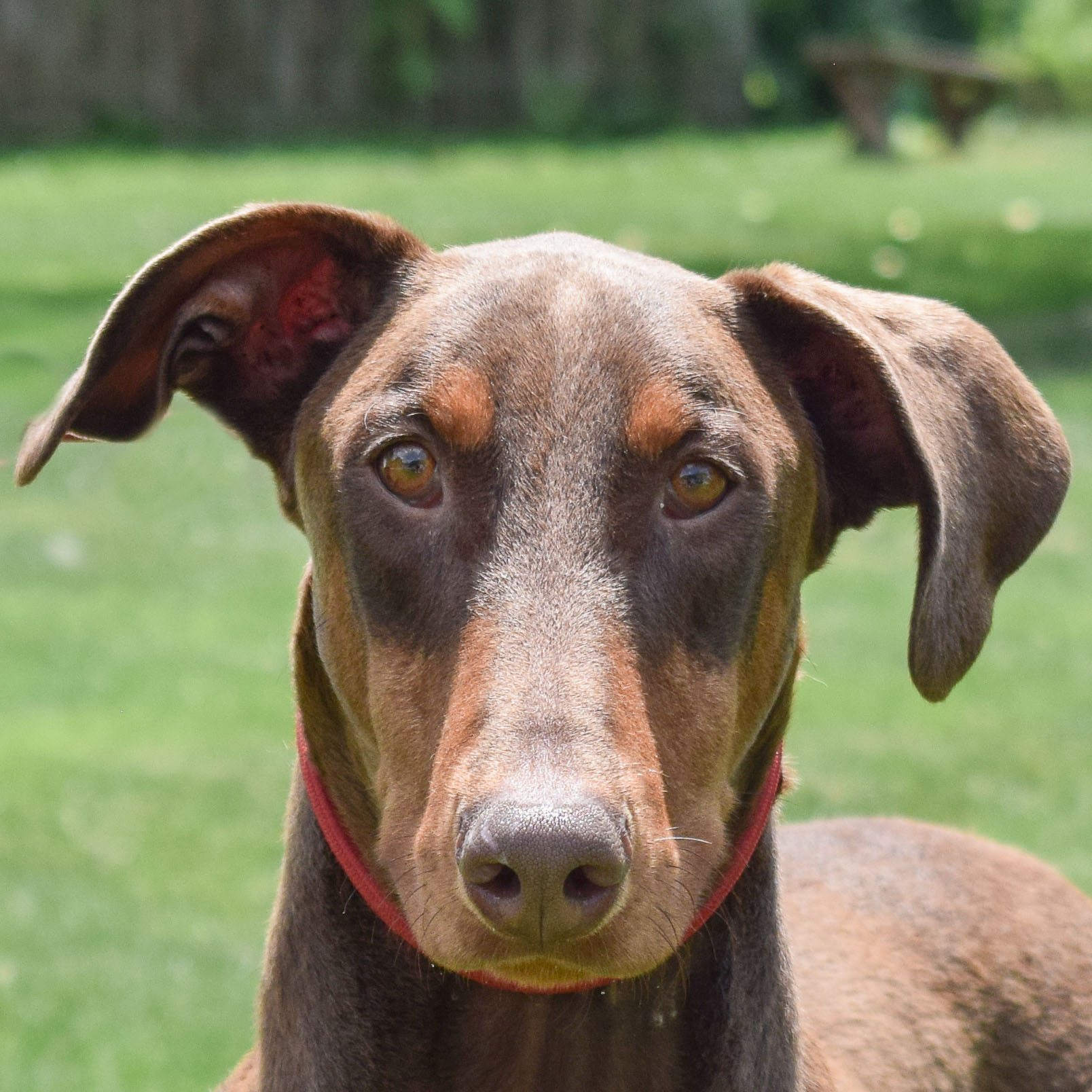 Reese - Animal House Shelter