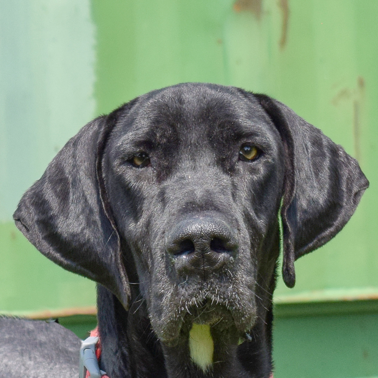 Salem - Animal House Shelter