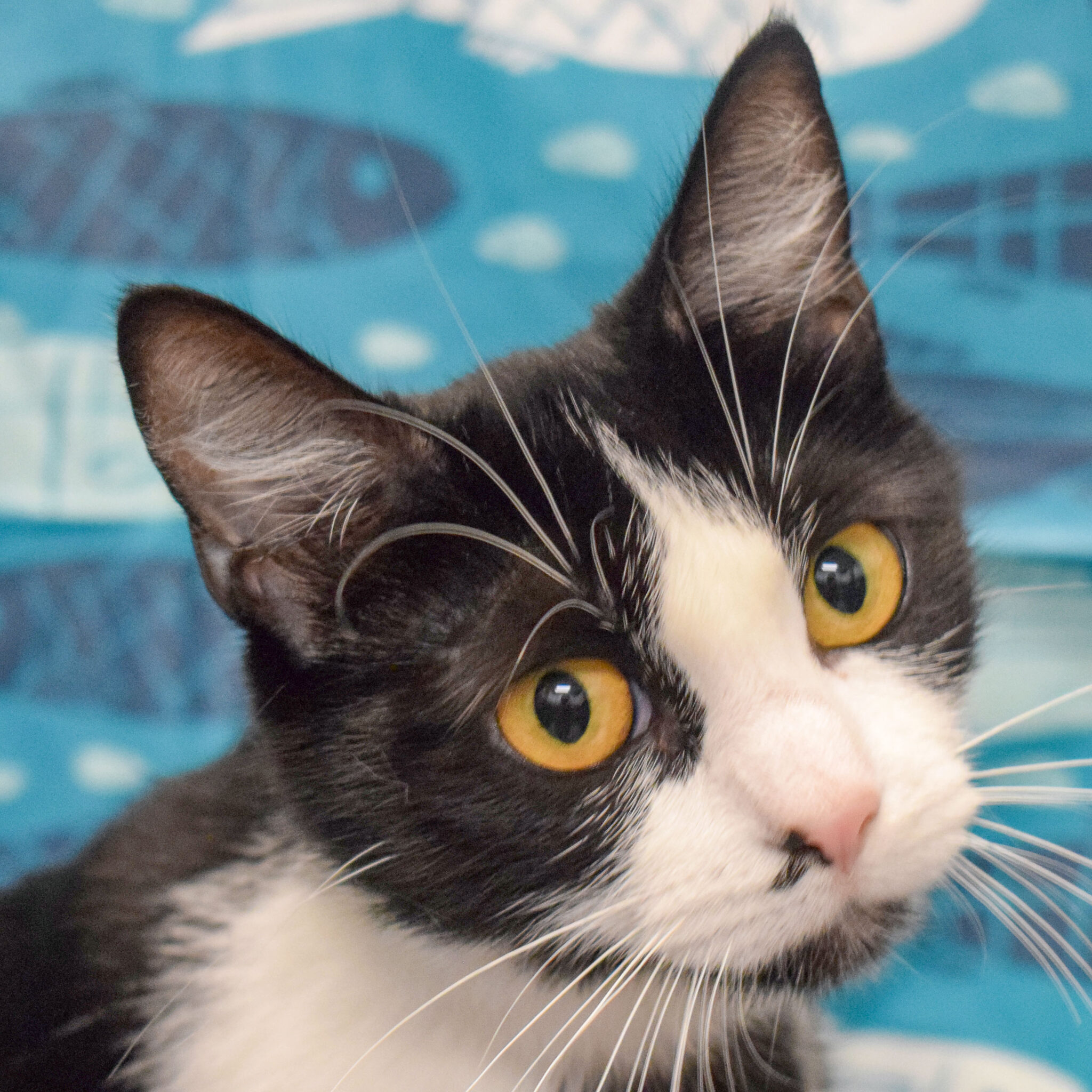 Salsa - Animal House Shelter