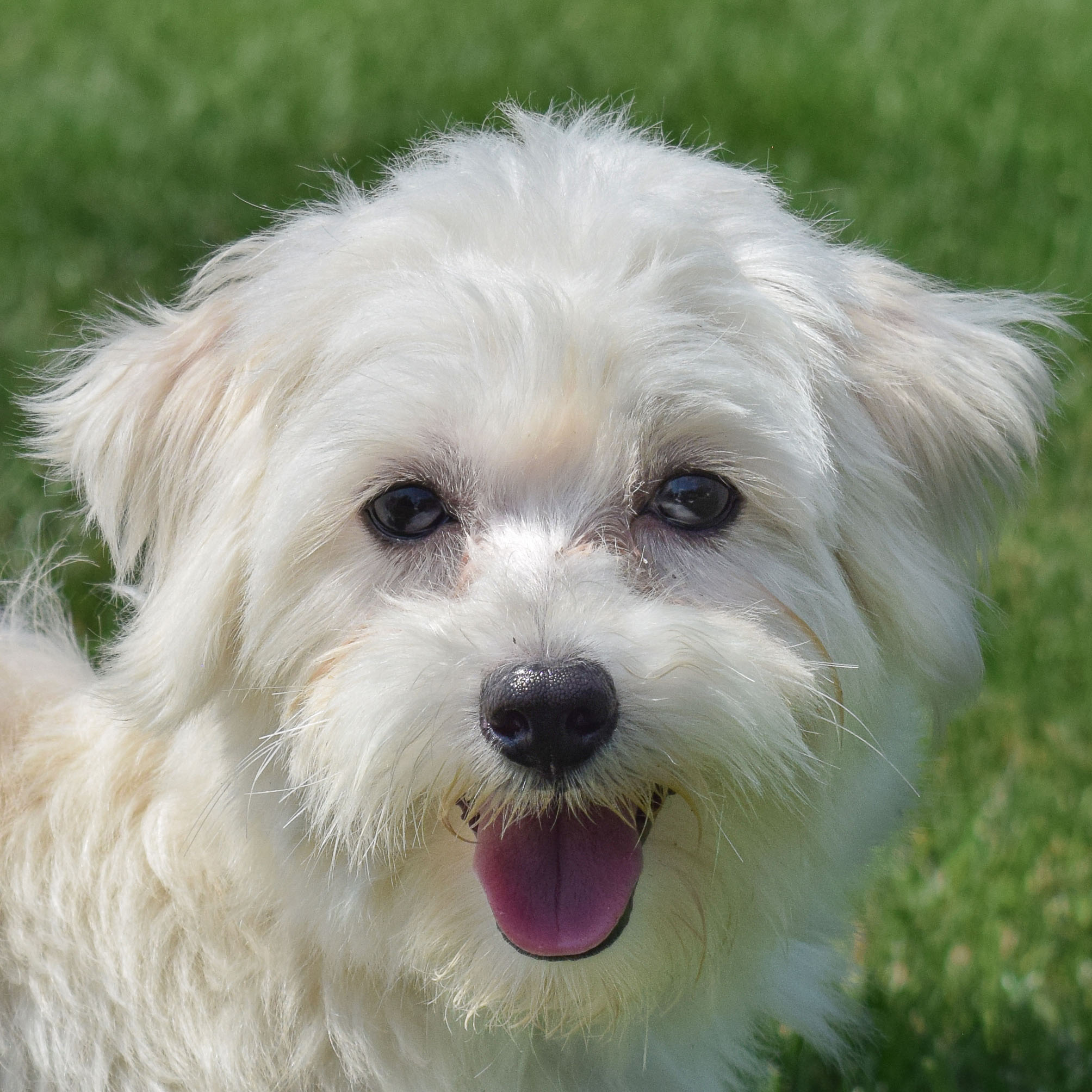 Samuel - Animal House Shelter