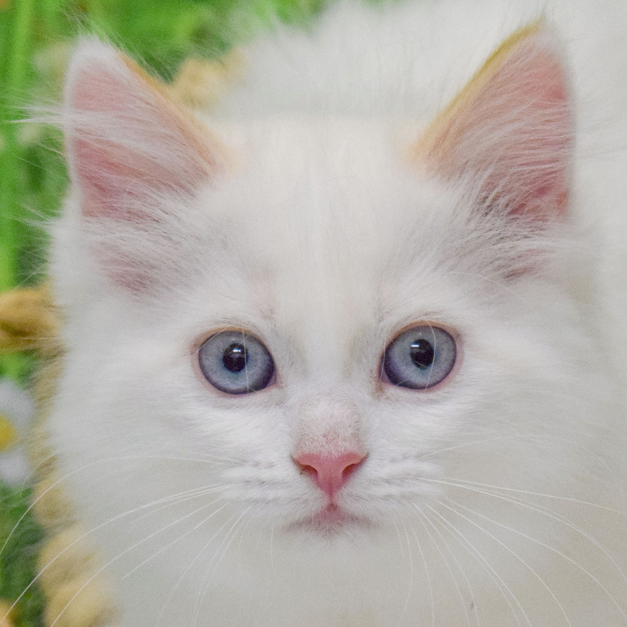 Sarah - Animal House Shelter