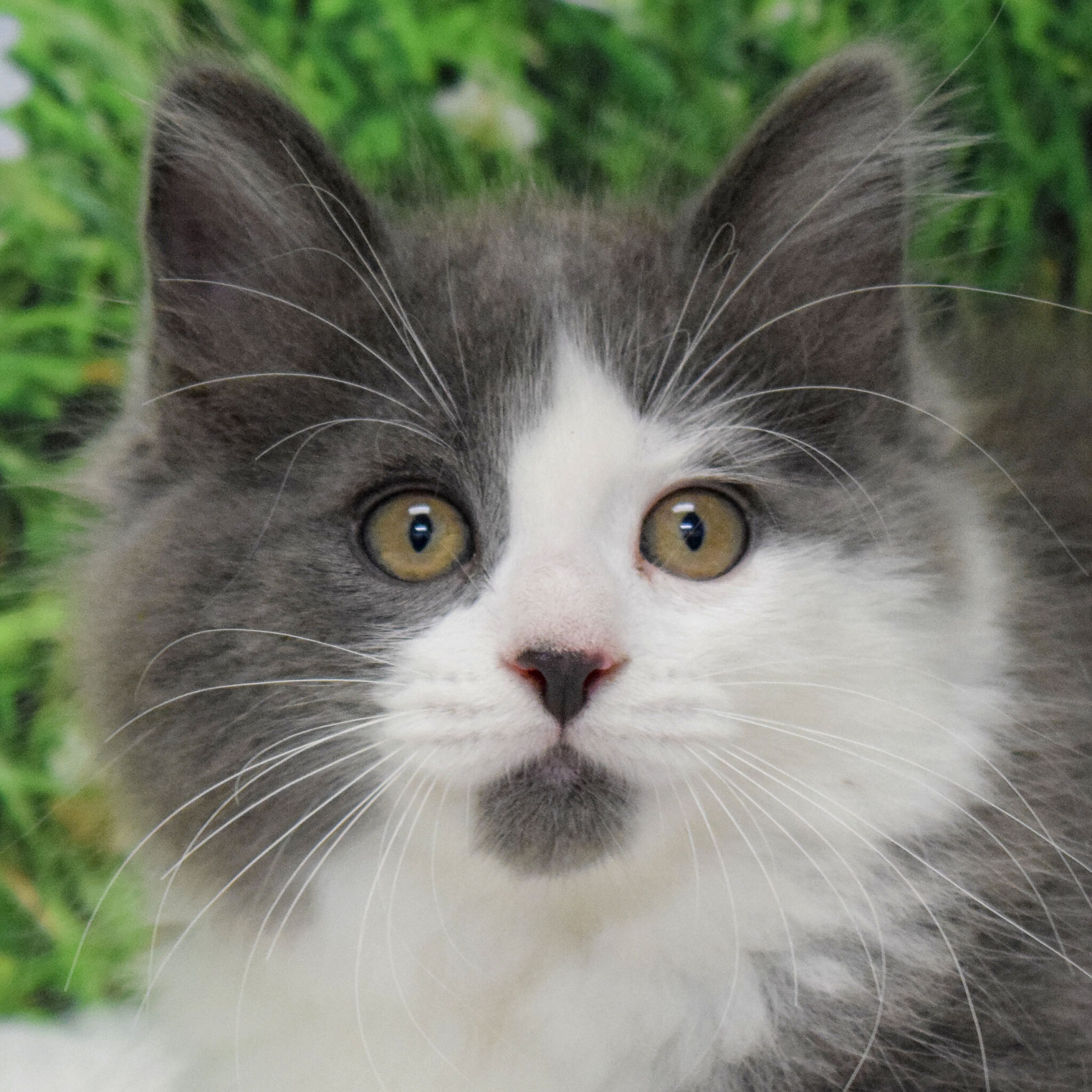 Sebastian - Animal House Shelter