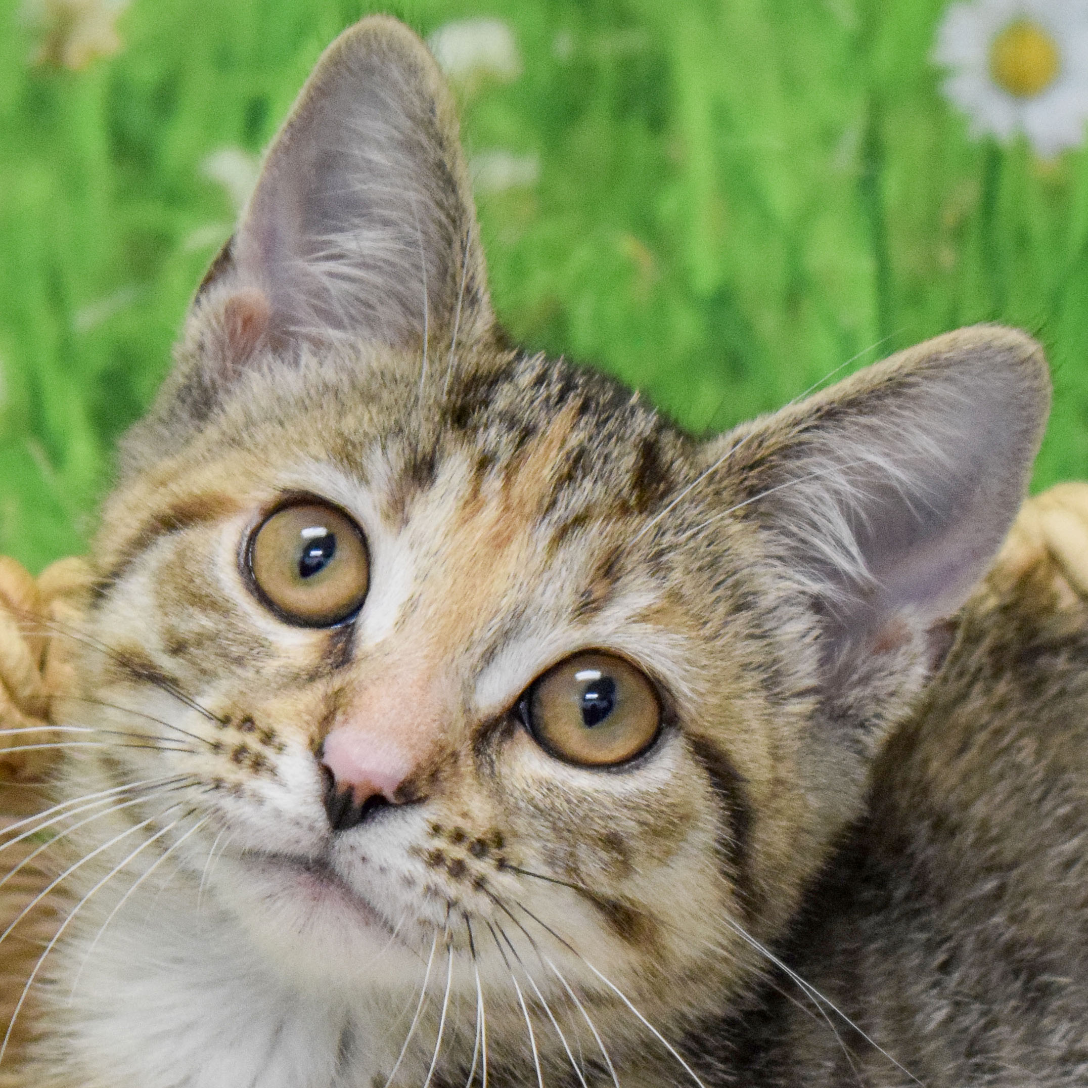 Venus - Animal House Shelter