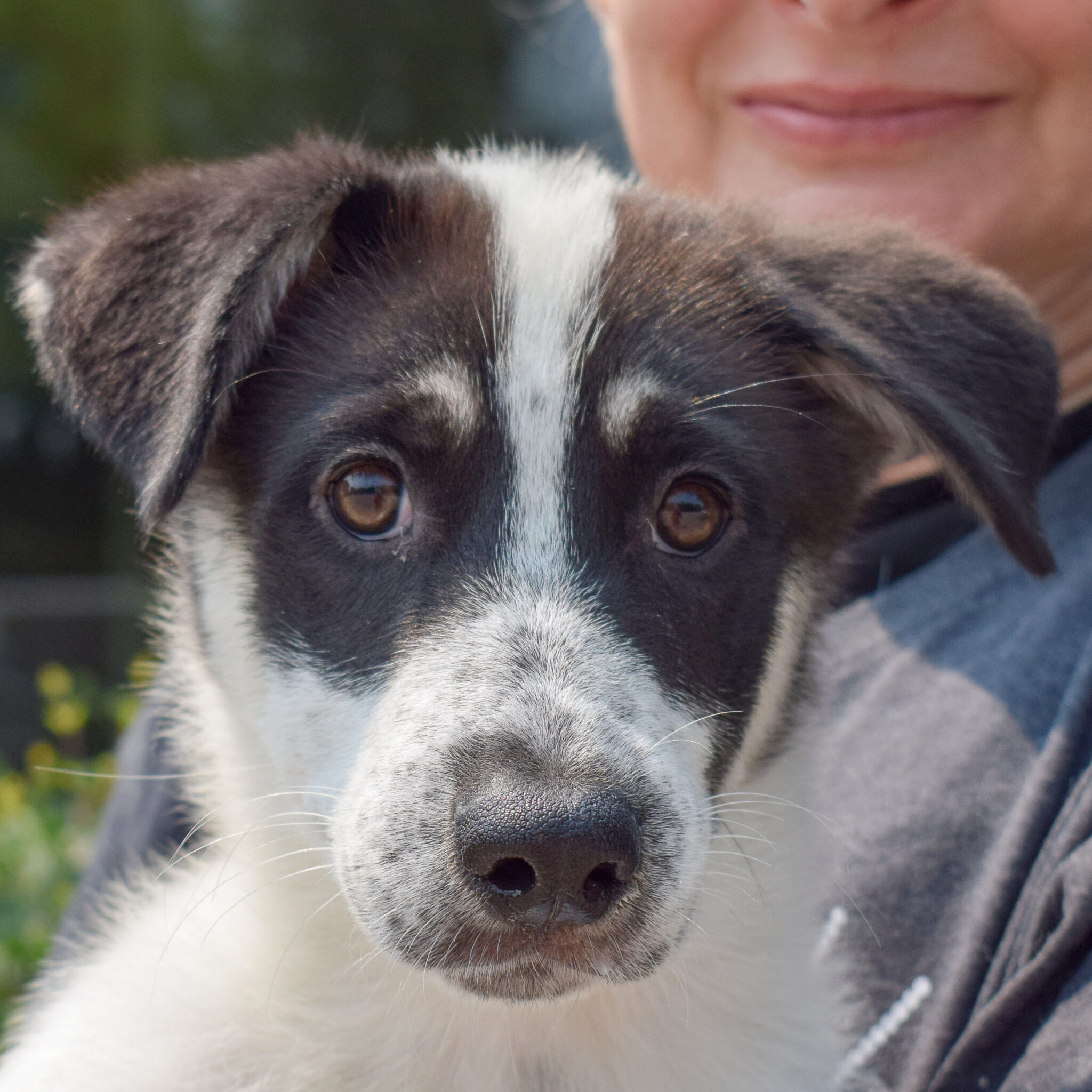 Zane - Animal House Shelter