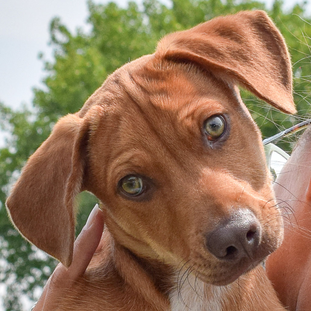 Zing - Animal House Shelter