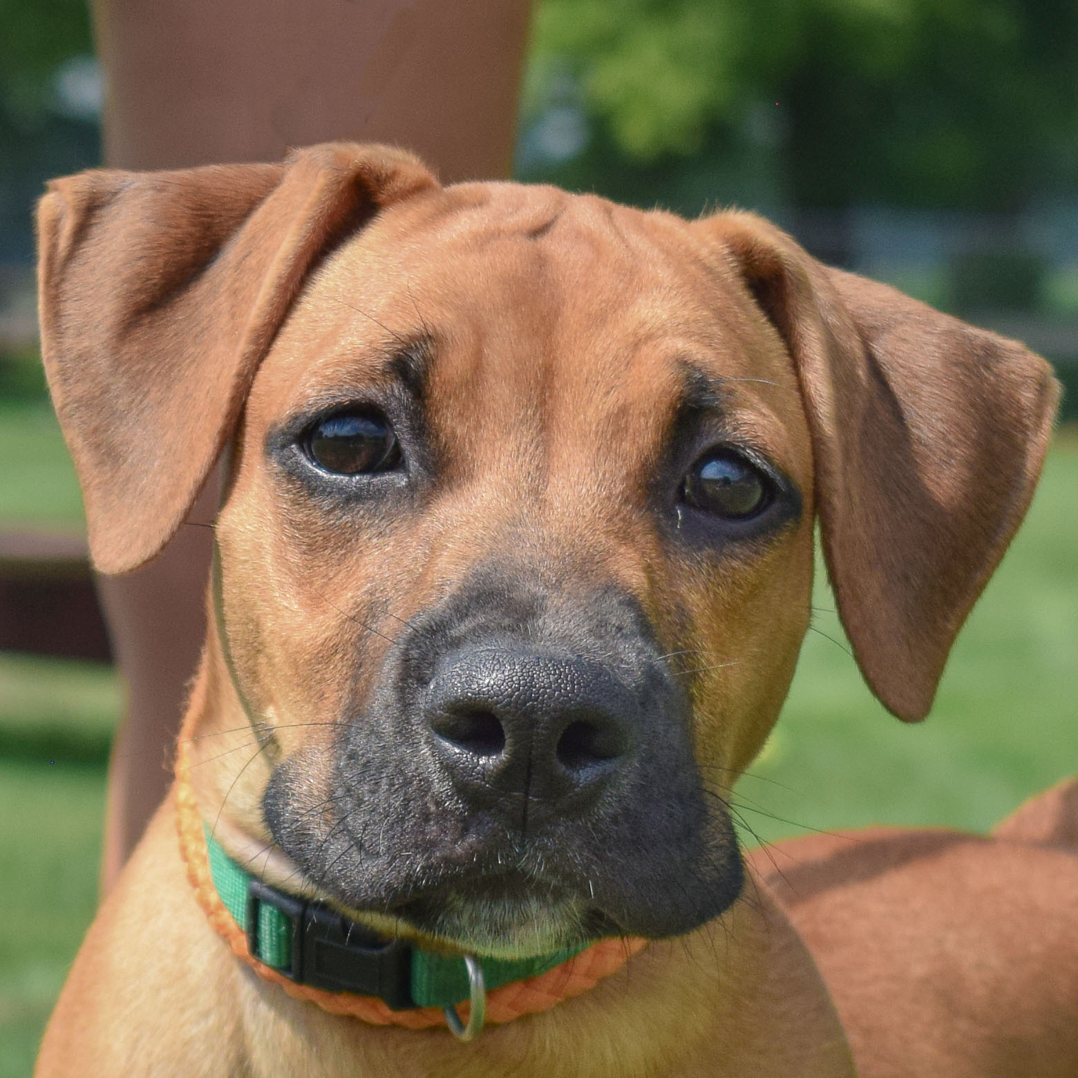 Scooby - Animal House Shelter