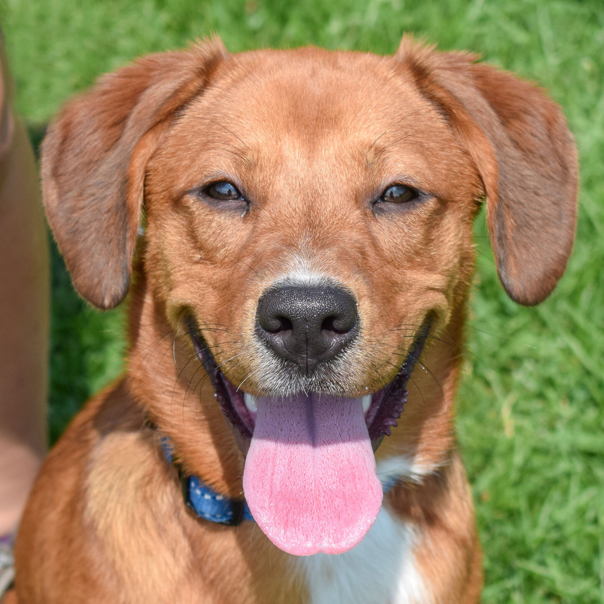 Brandy - Animal House Shelter