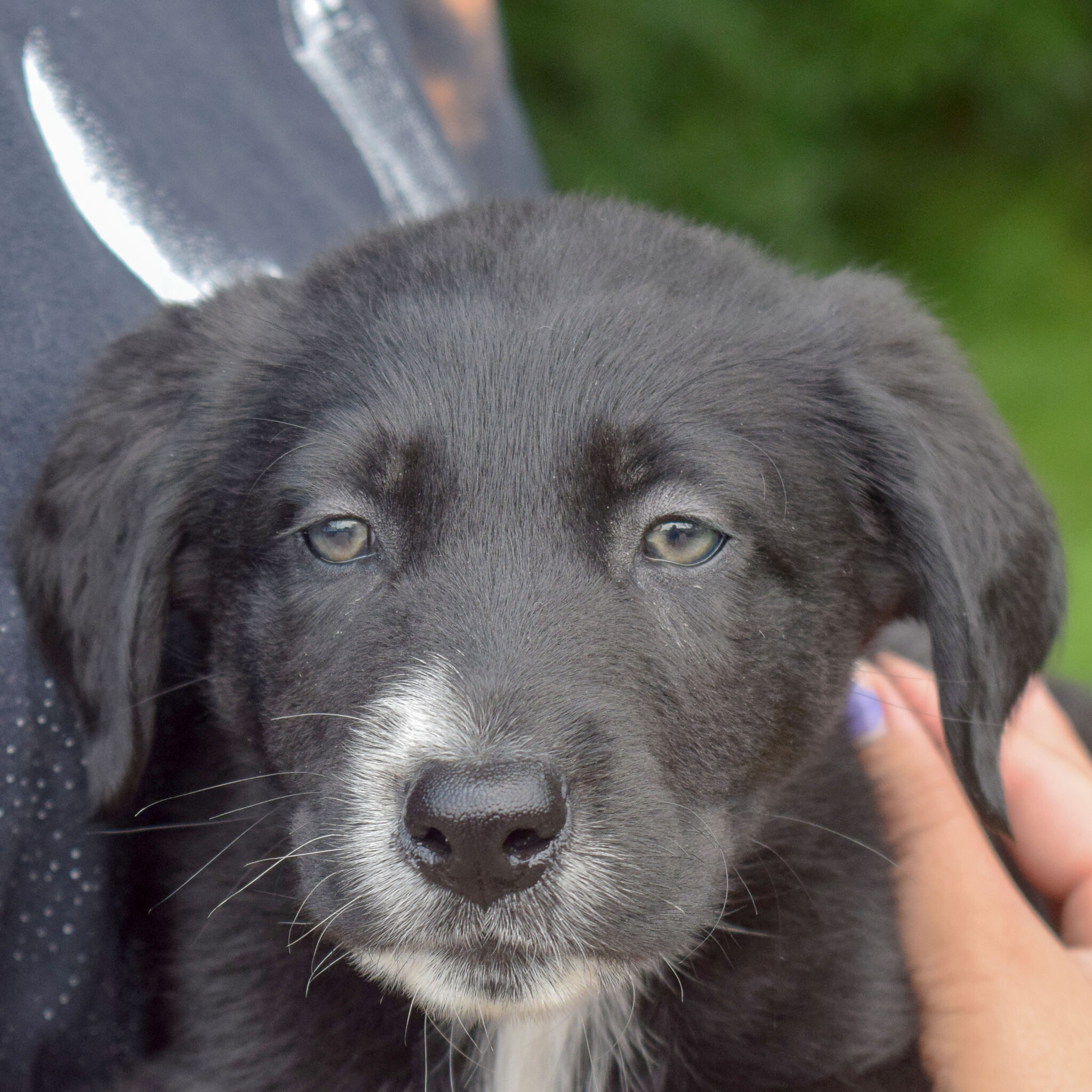 Denver - Animal House Shelter