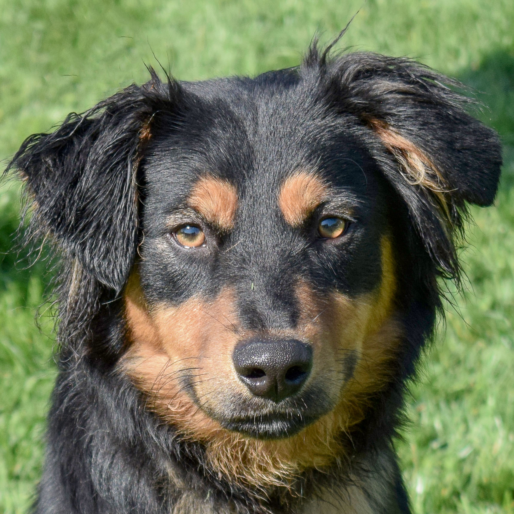 Duncan - Animal House Shelter