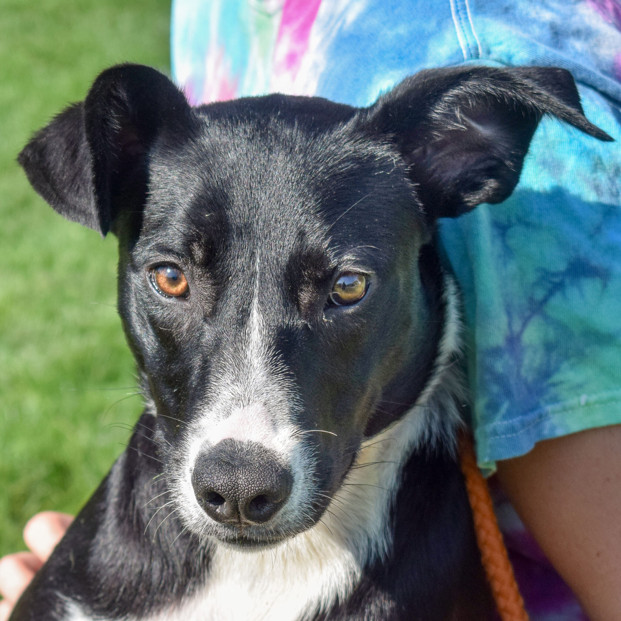 Emmy Lou - Animal House Shelter