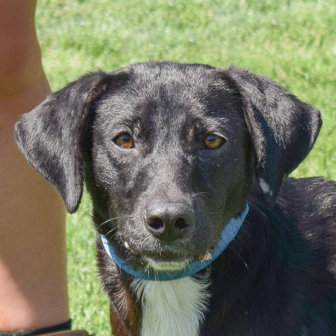 Flora - Animal House Shelter