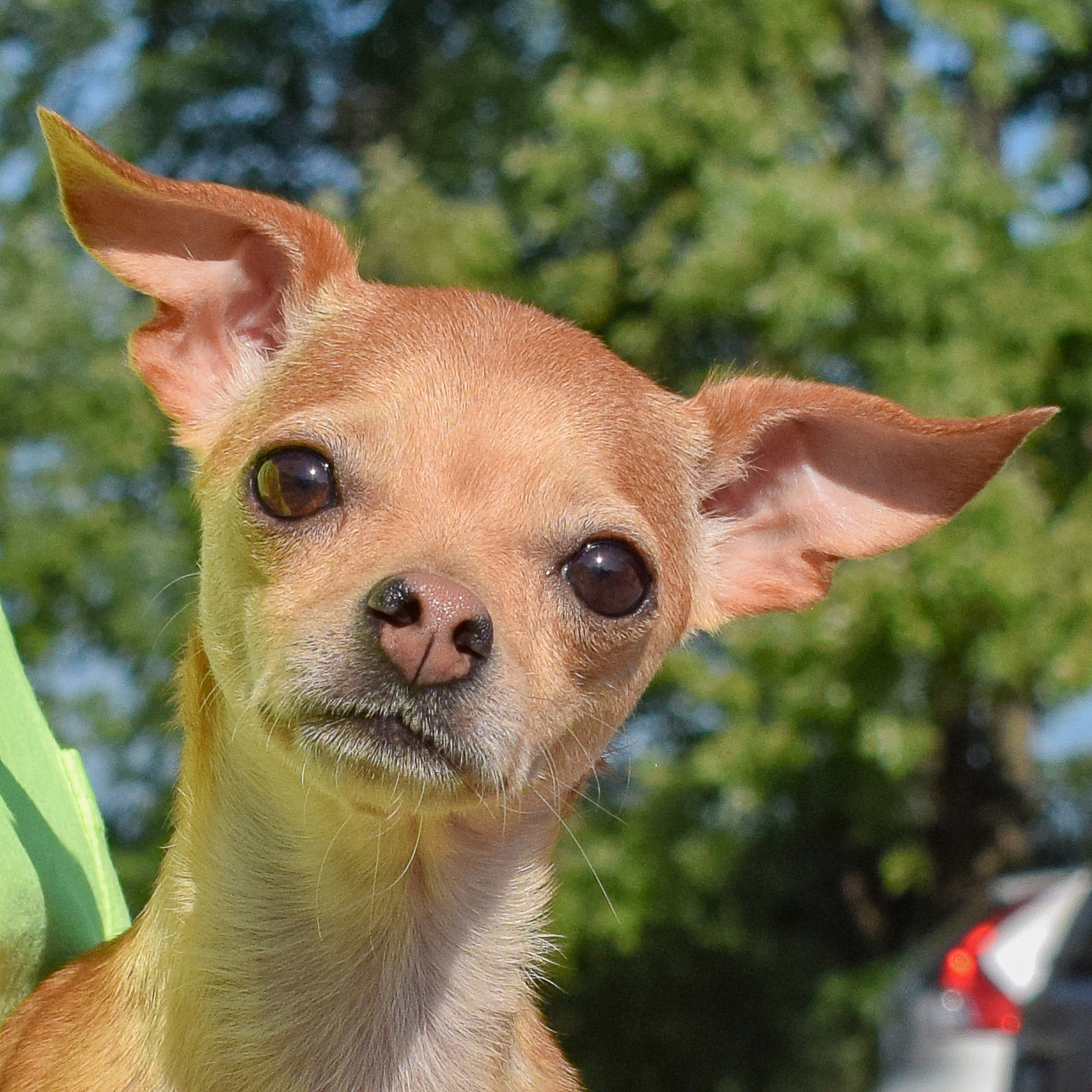 Glory - Animal House Shelter