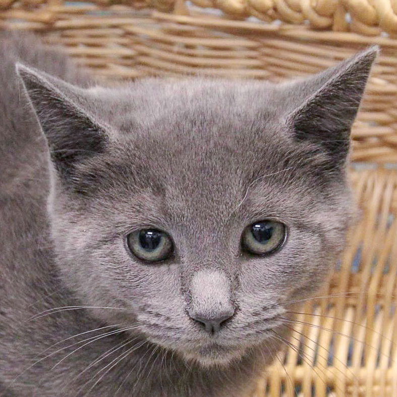 Grayson - Animal House Shelter