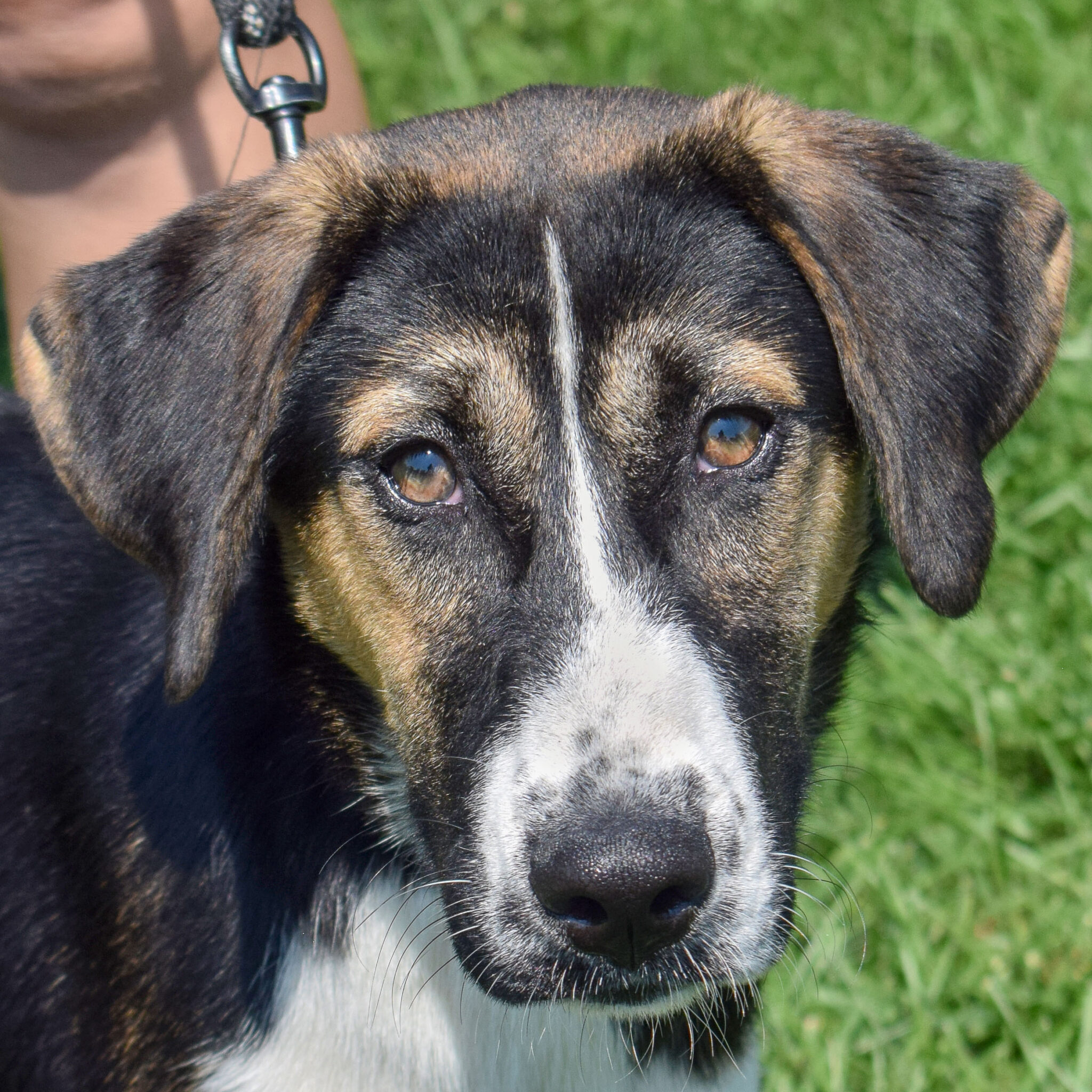 Indigo - Animal House Shelter