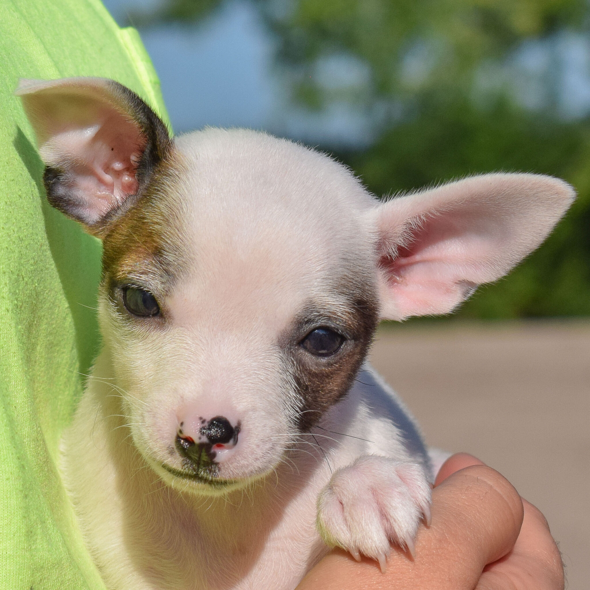 Jinx - Animal House Shelter