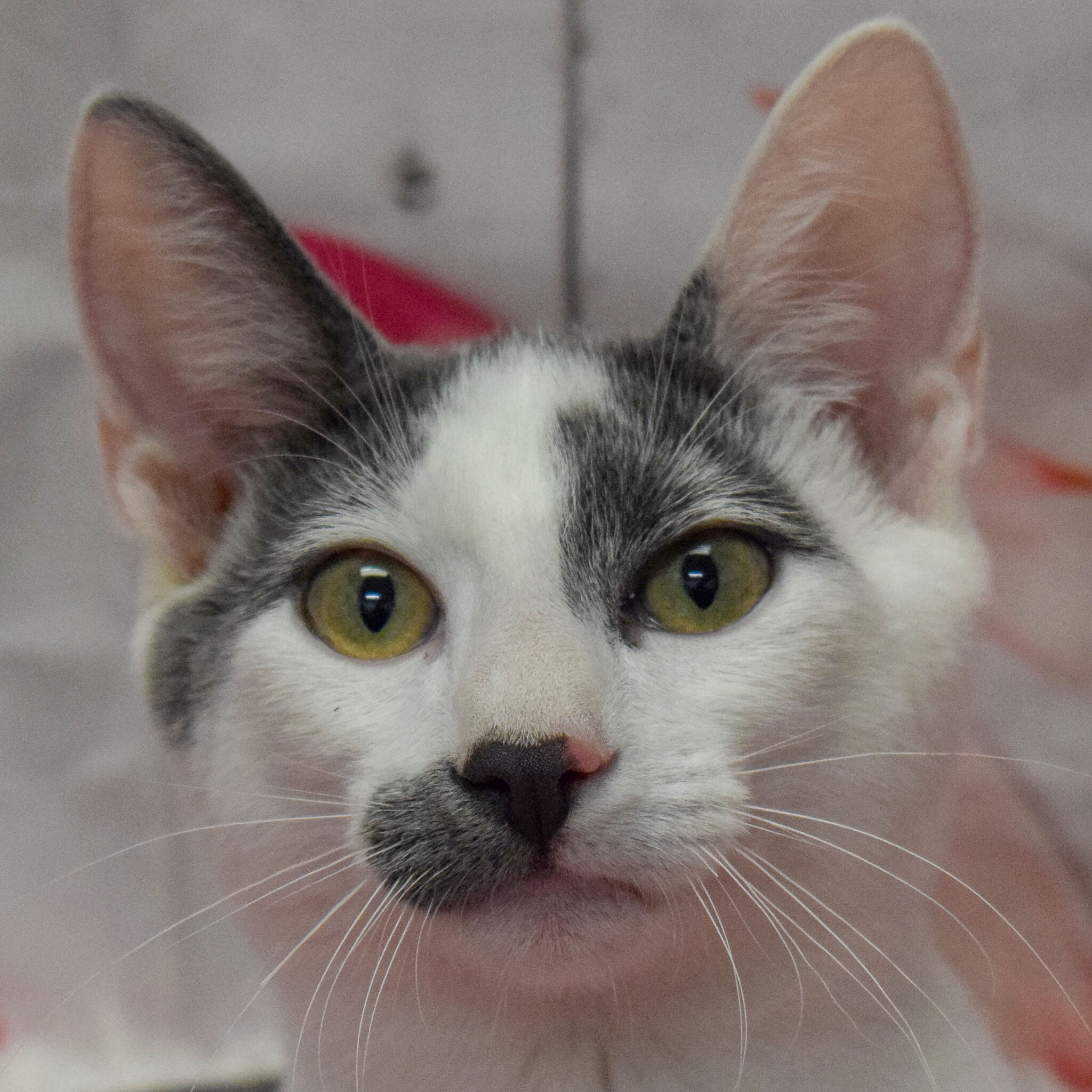 Ken - Animal House Shelter