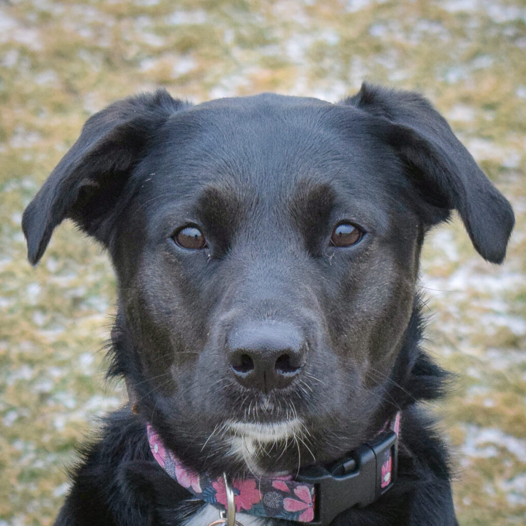 Leia - Animal House Shelter