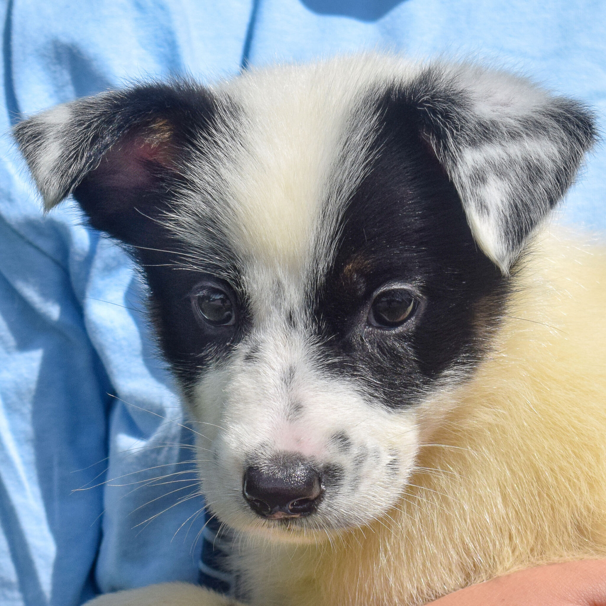 Lynx - Animal House Shelter