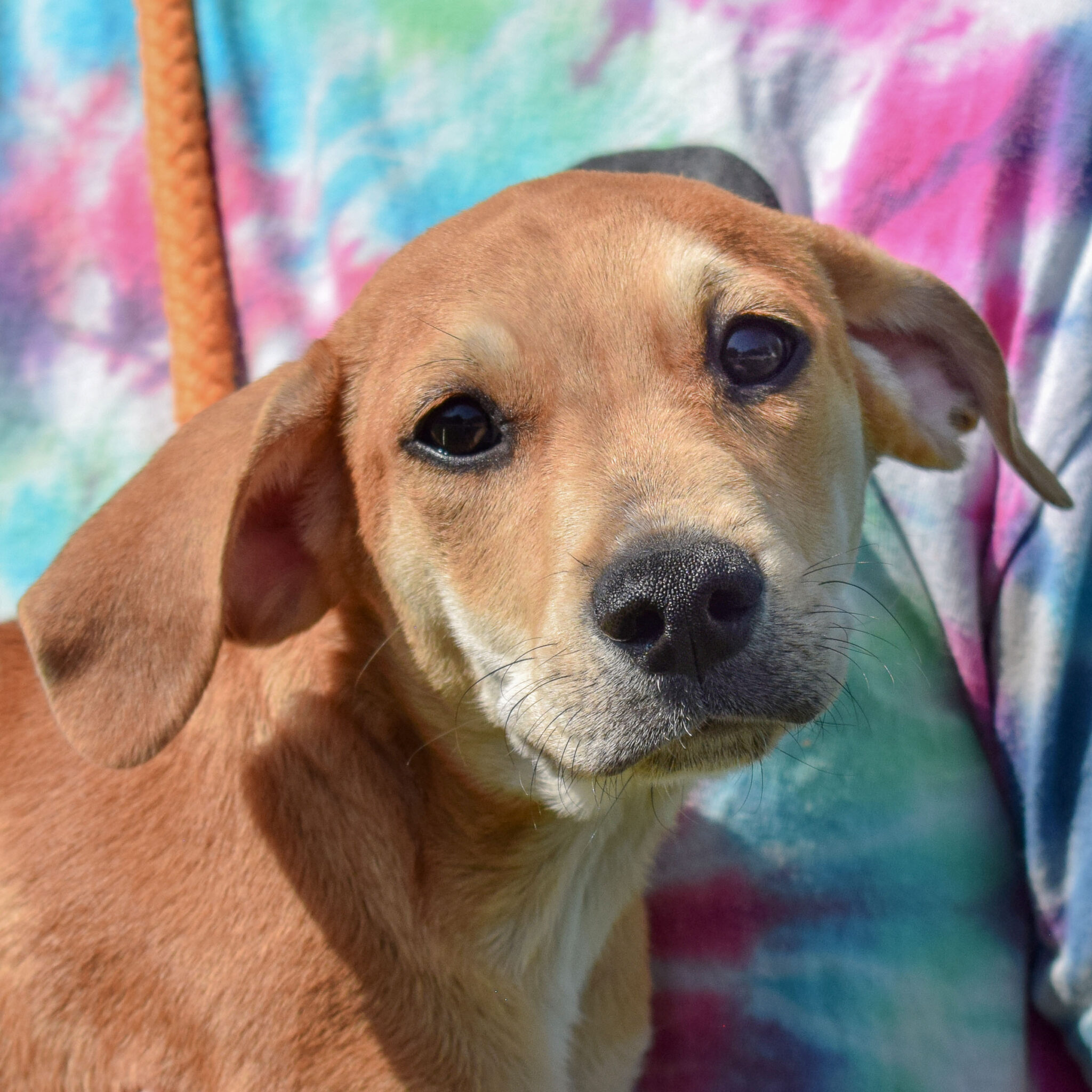 May - Animal House Shelter