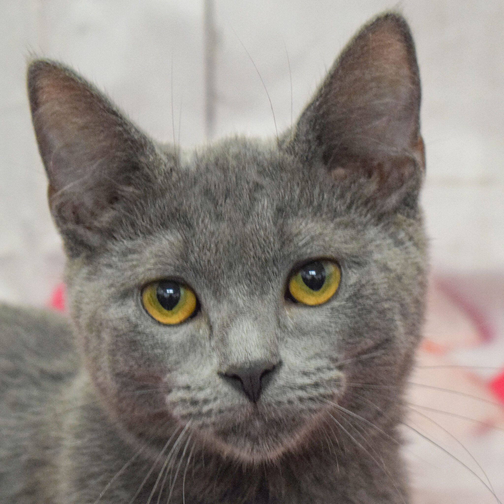 Midge - Animal House Shelter