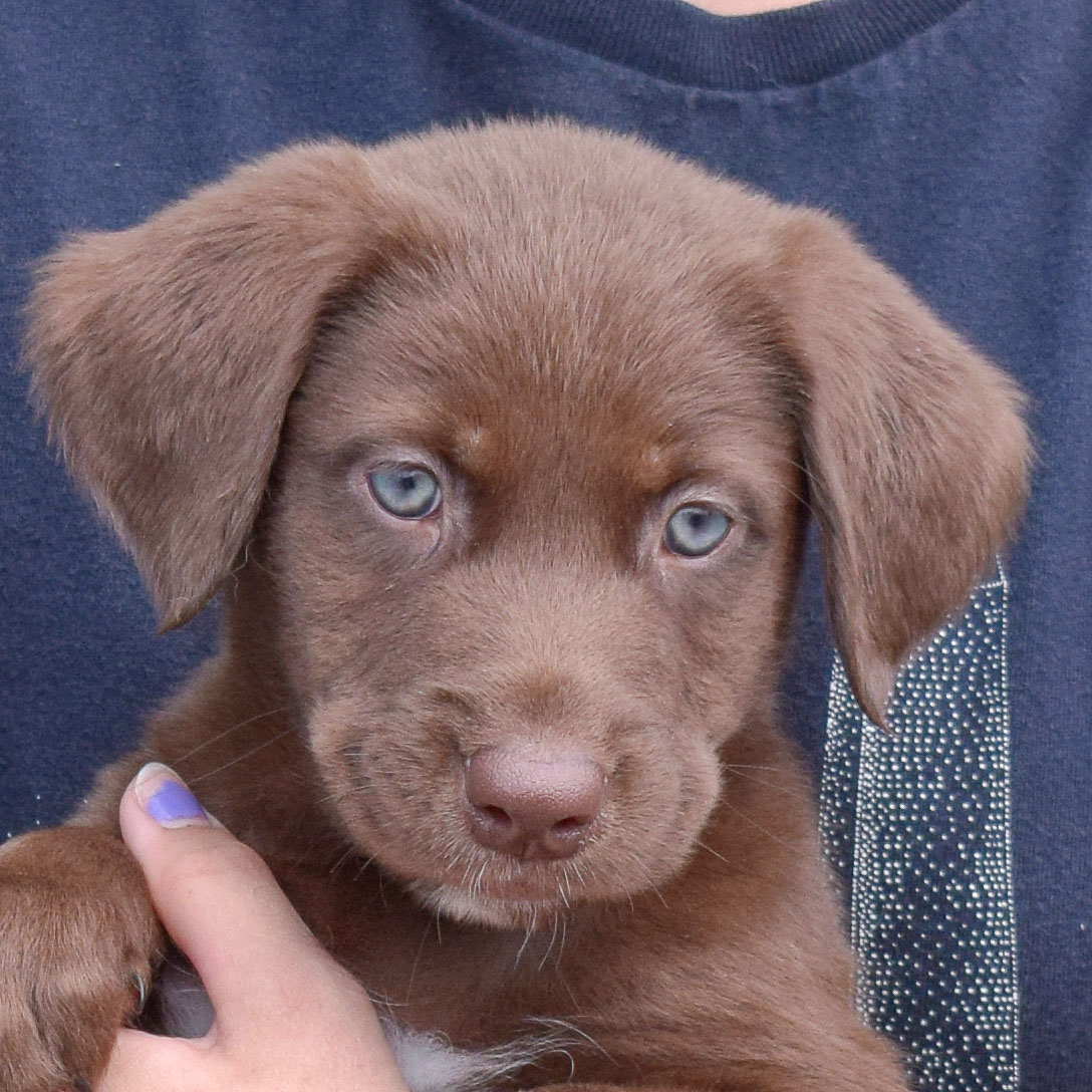 Morgan - Animal House Shelter