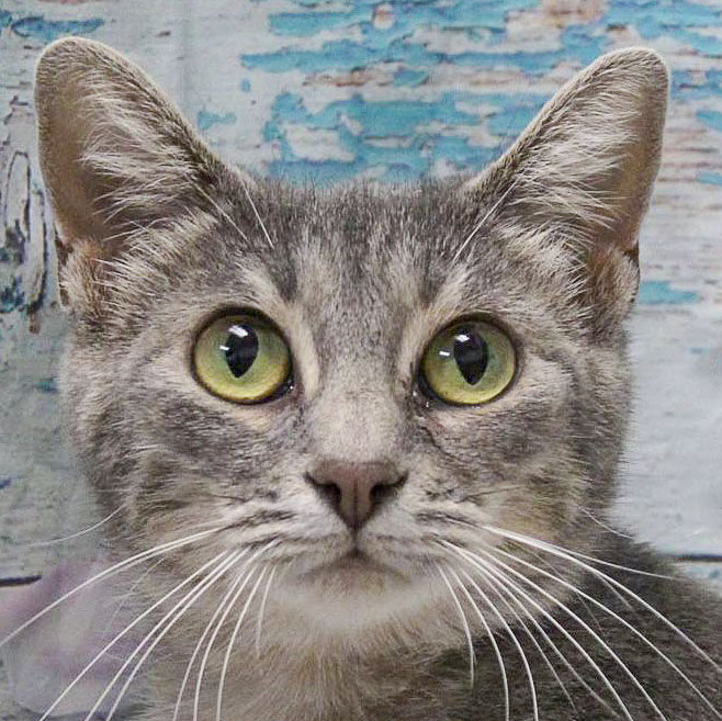 Primrose - Animal House Shelter