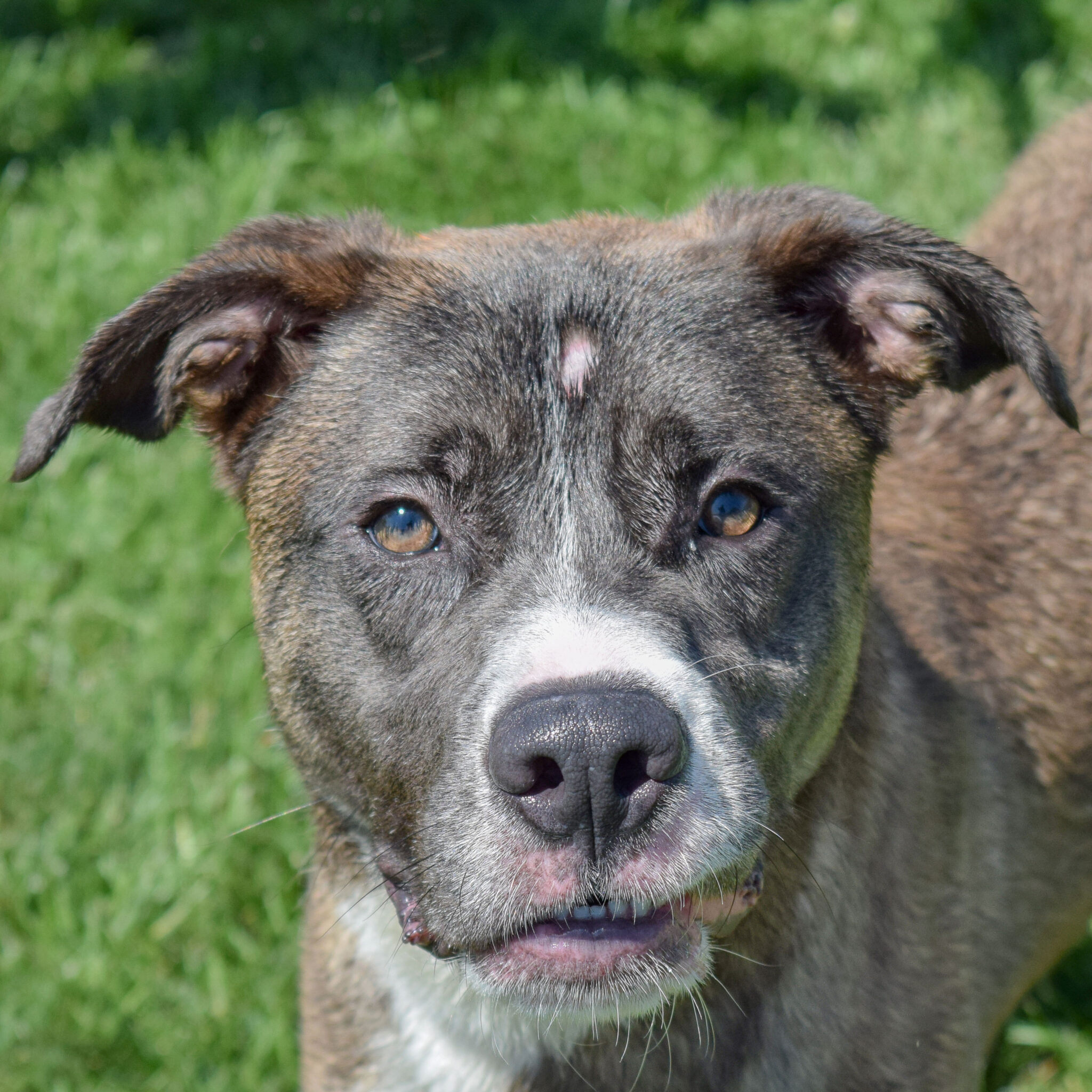 Puckett - Animal House Shelter