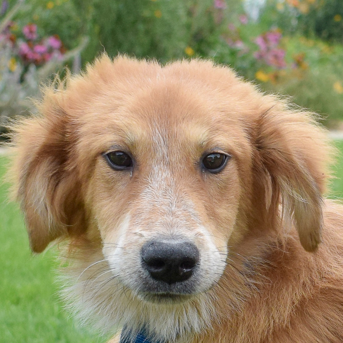 River - Animal House Shelter