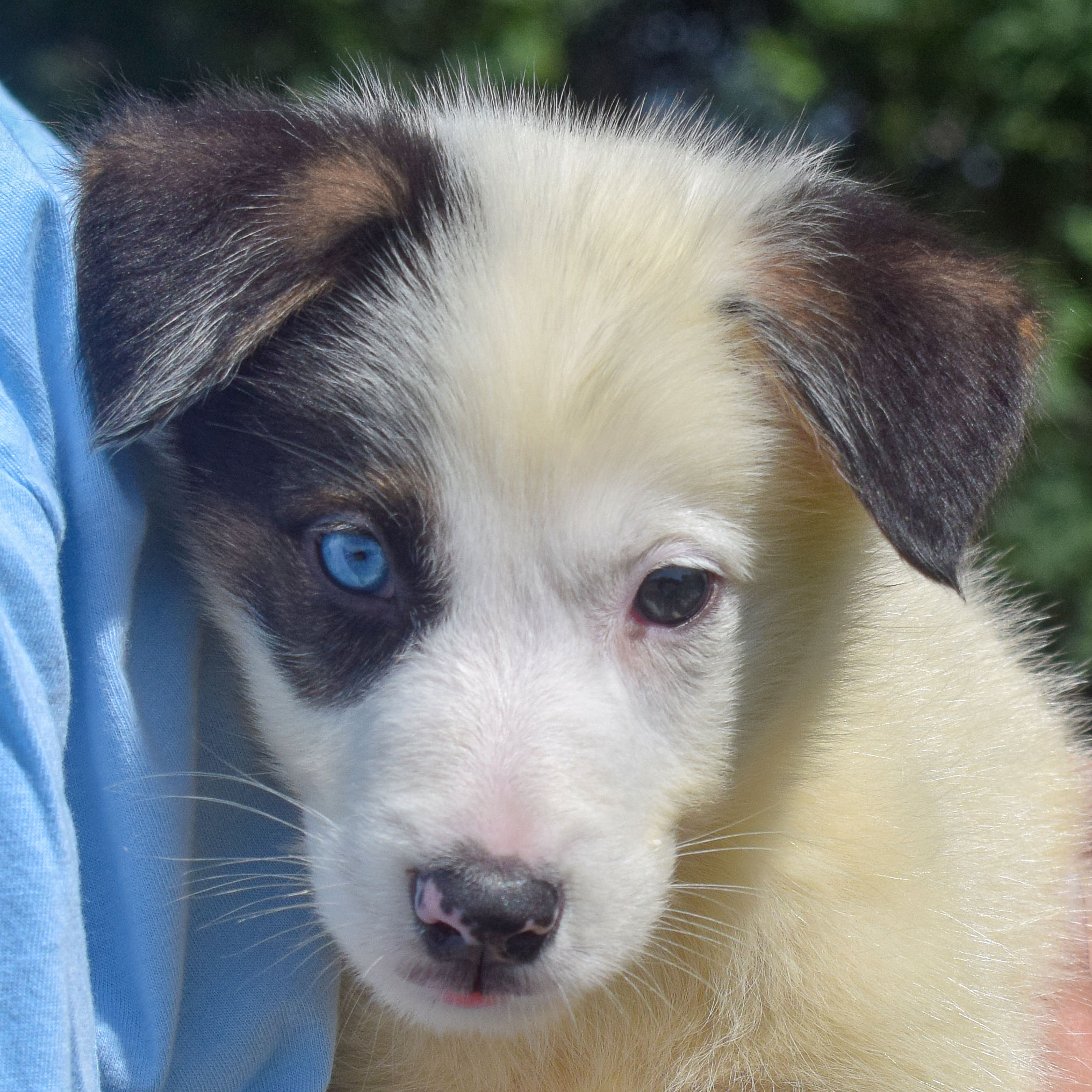 Roo - Animal House Shelter