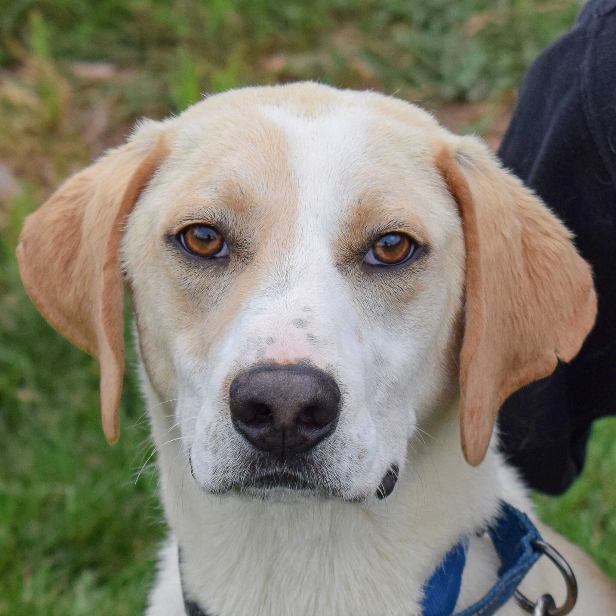 Simba - Animal House Shelter