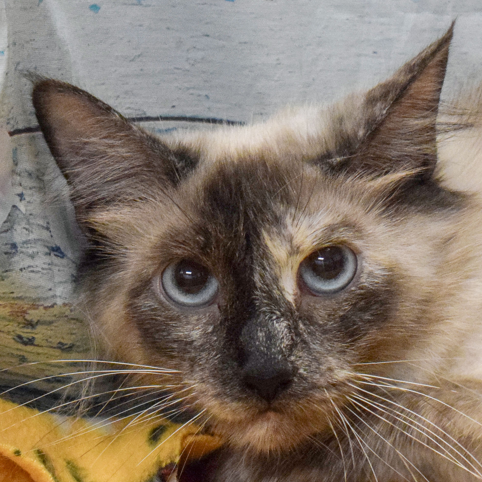 Simone - Animal House Shelter