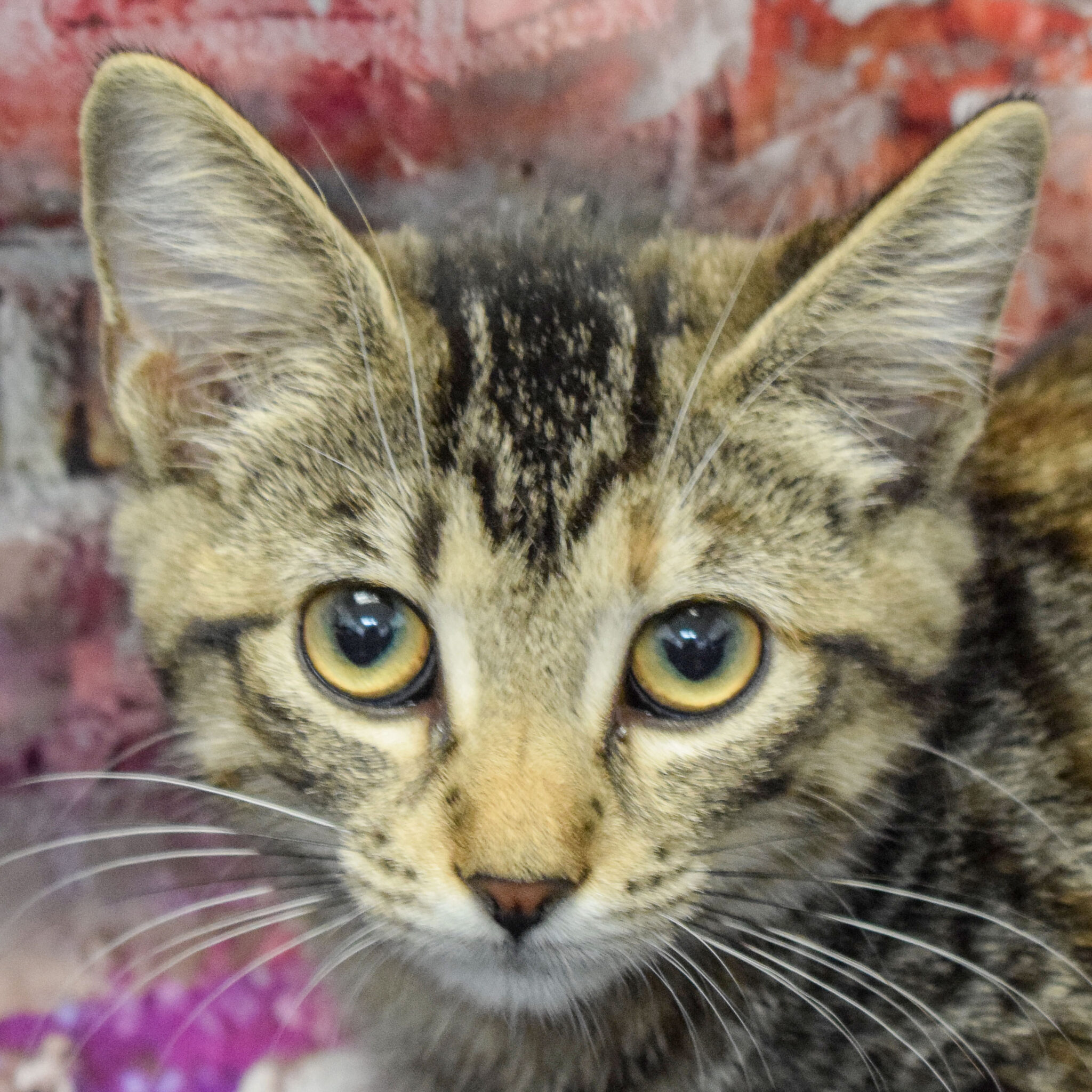 Spork - Animal House Shelter