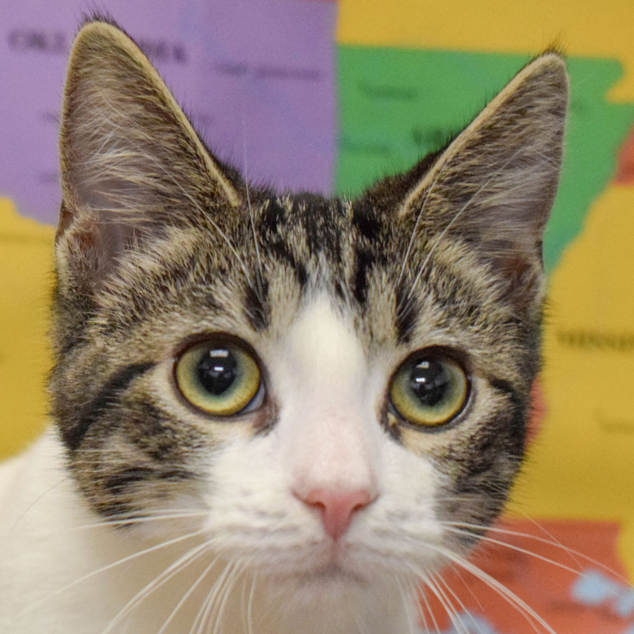 Tarzan - Animal House Shelter