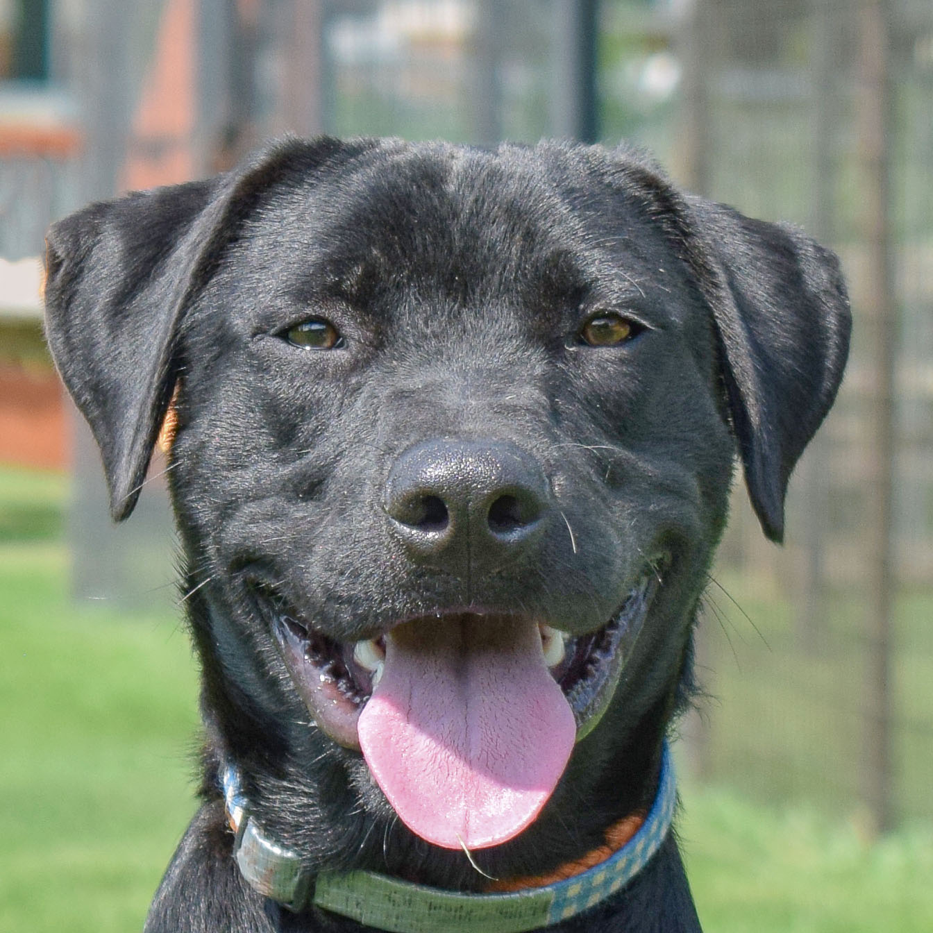 Wilson - Animal House Shelter