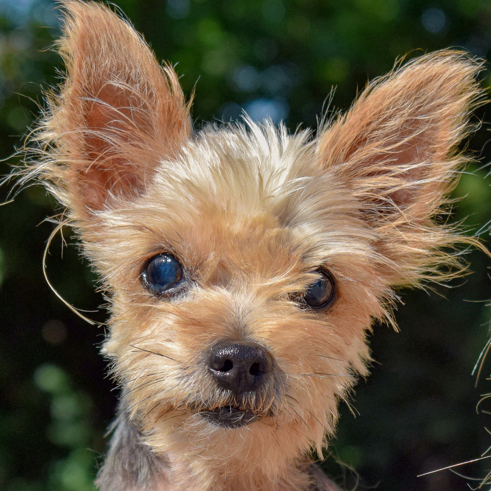 Annie - Animal House Shelter