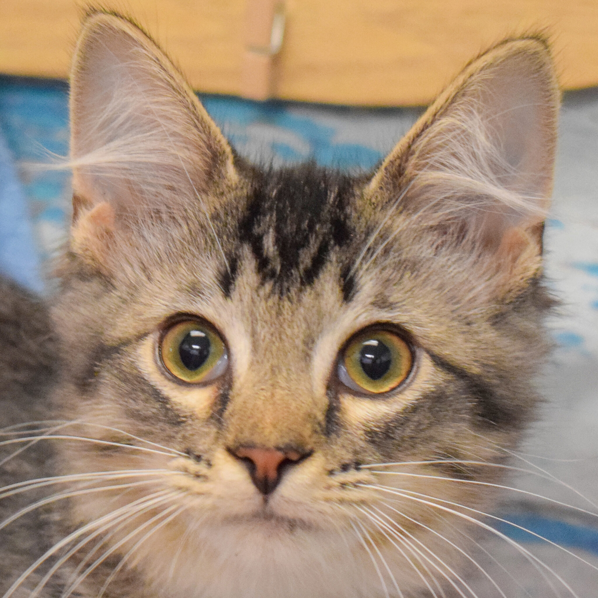 August - Animal House Shelter
